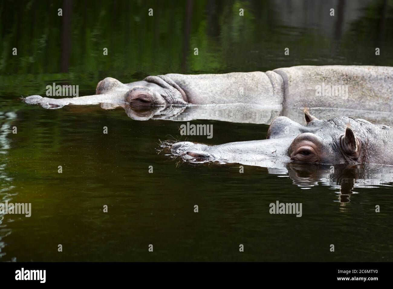 Wild hippo in water hi-res stock photography and images - Alamy