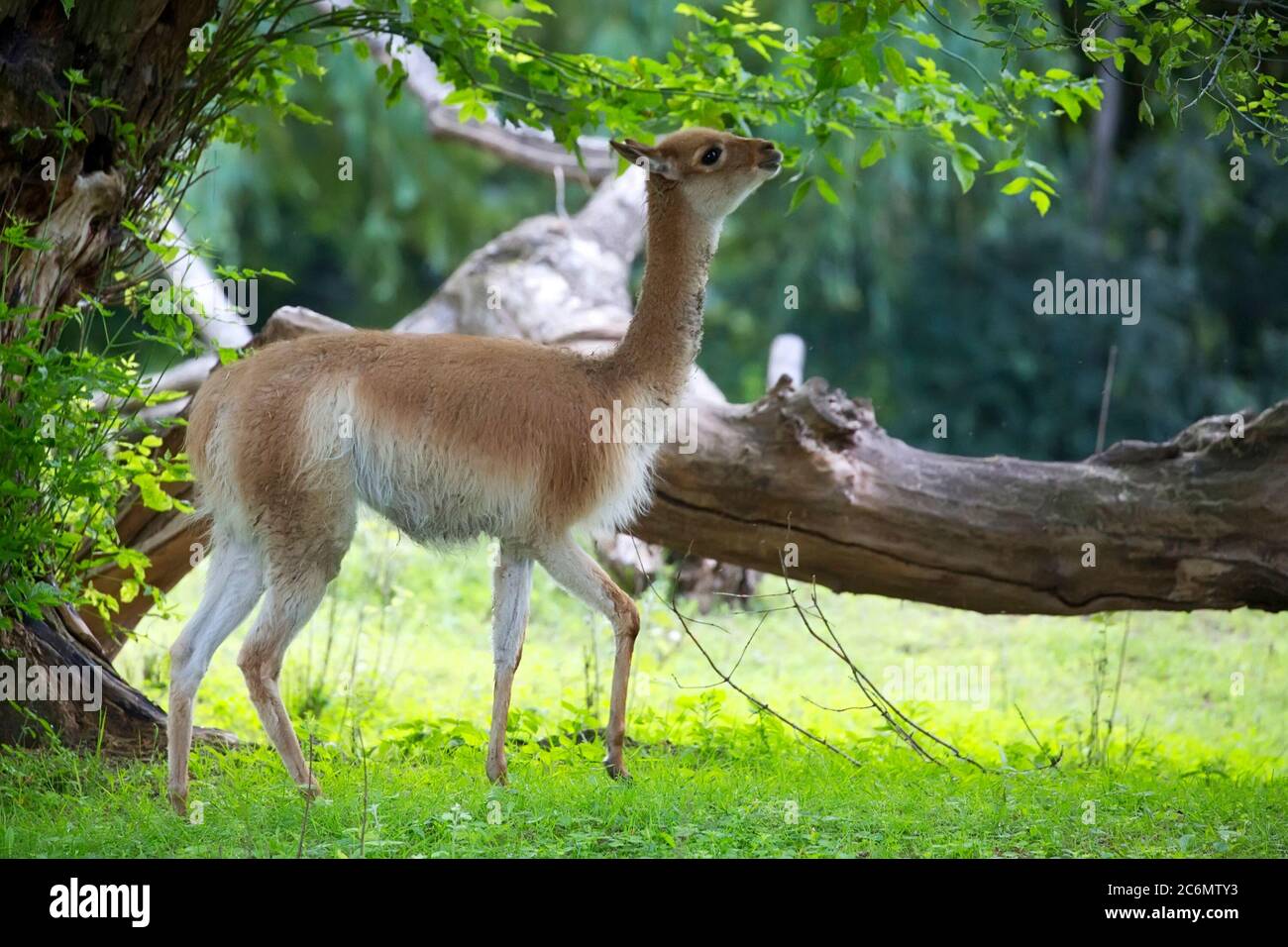 Lama in a clearing Stock Photo - Alamy