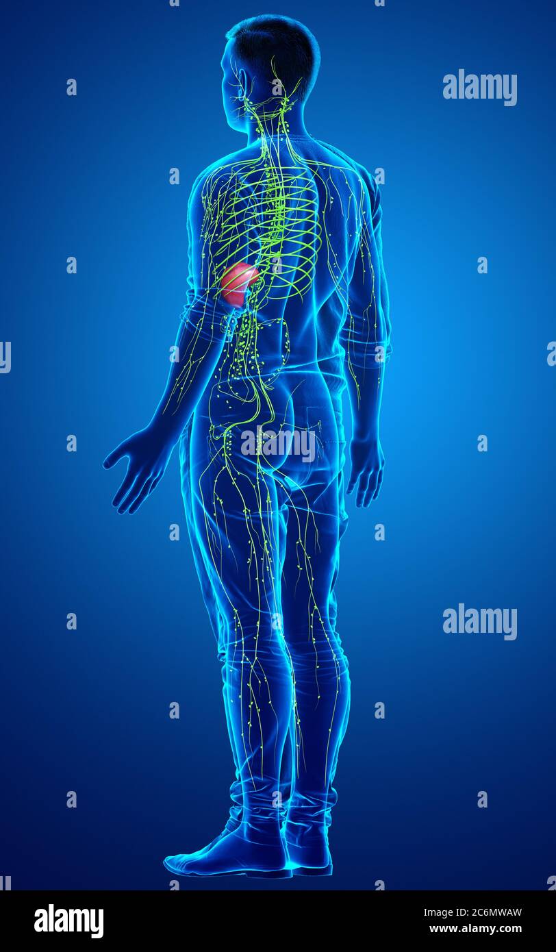 3d rendered medically accurate illustration of a male lymphatic system ...