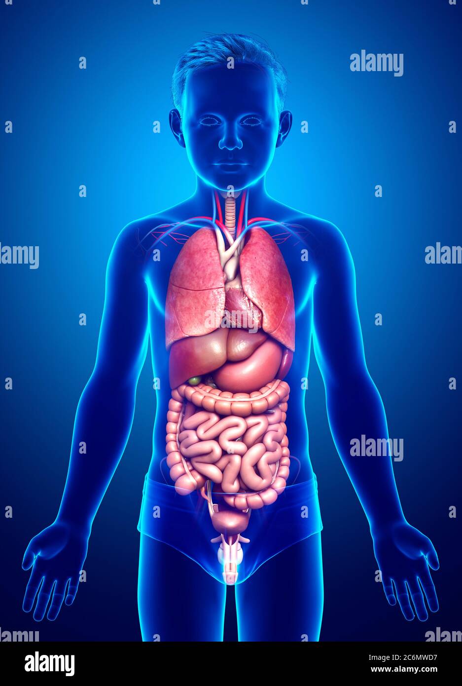 3d rendered medically accurate illustration of boy Internal organs ...