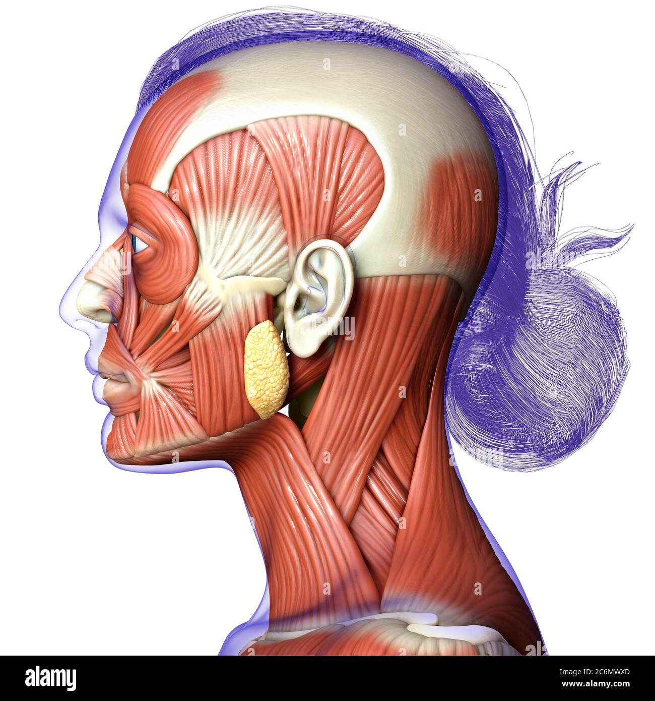 3d rendering medical illustration of Female head anatomy for education ...