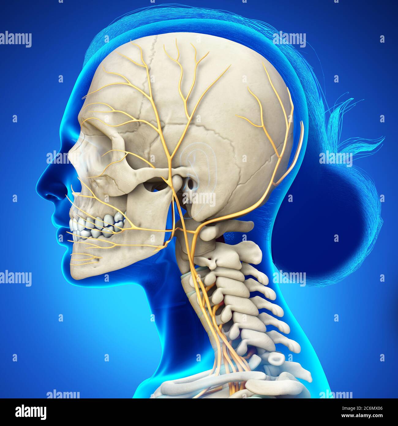 Human skeleton head medically accurate hi-res stock photography and ...