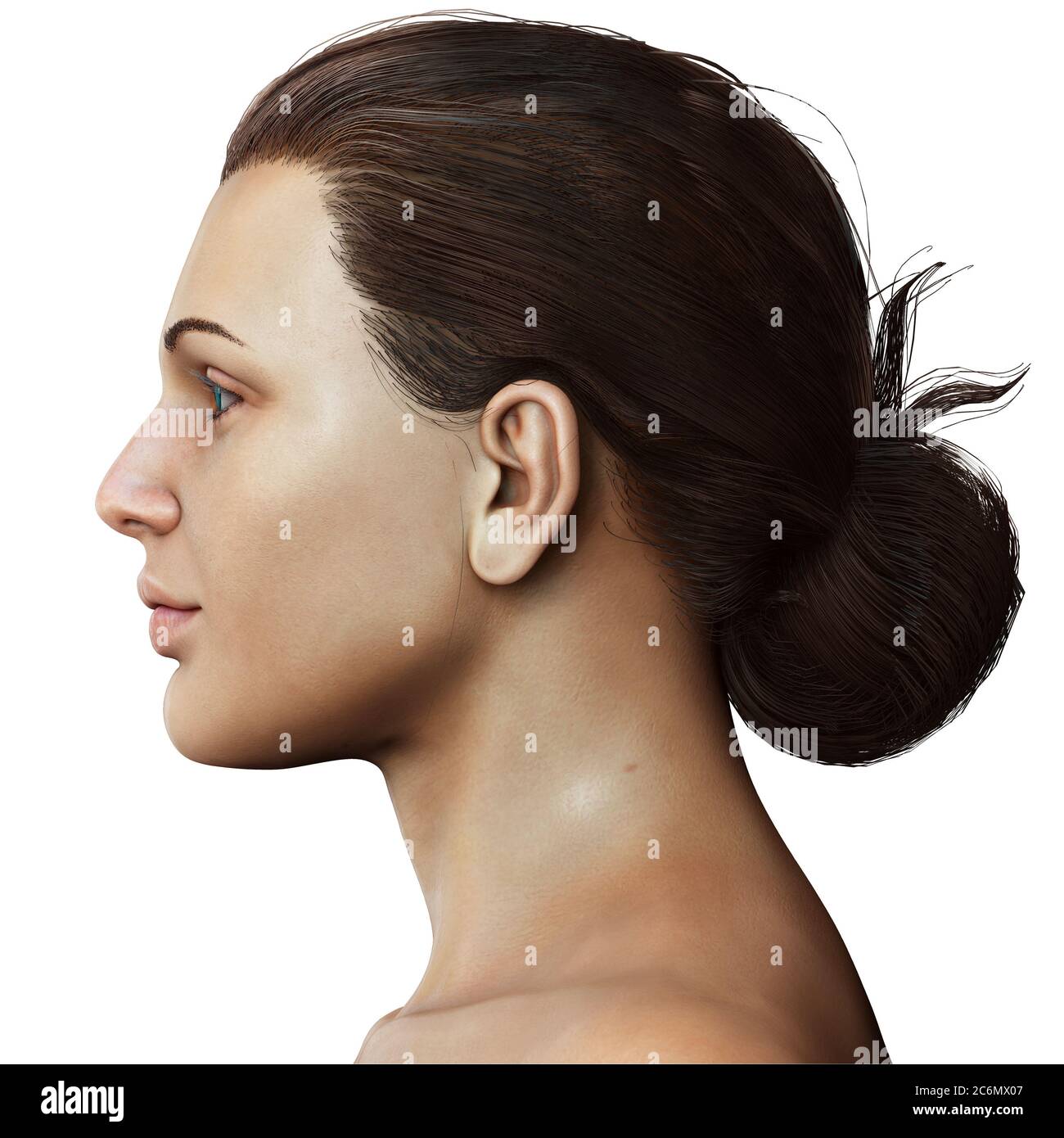 3d rendered medically accurate illustration of a female head anatomy ...