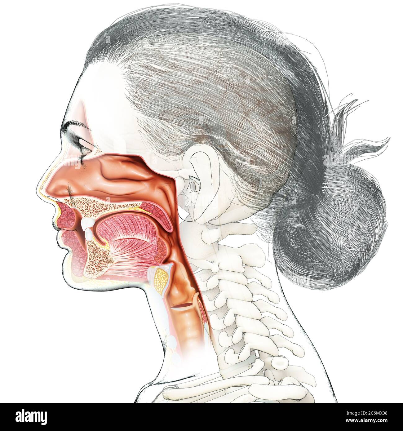 3d rendered, medically accurate illustration of female Trachea and ...