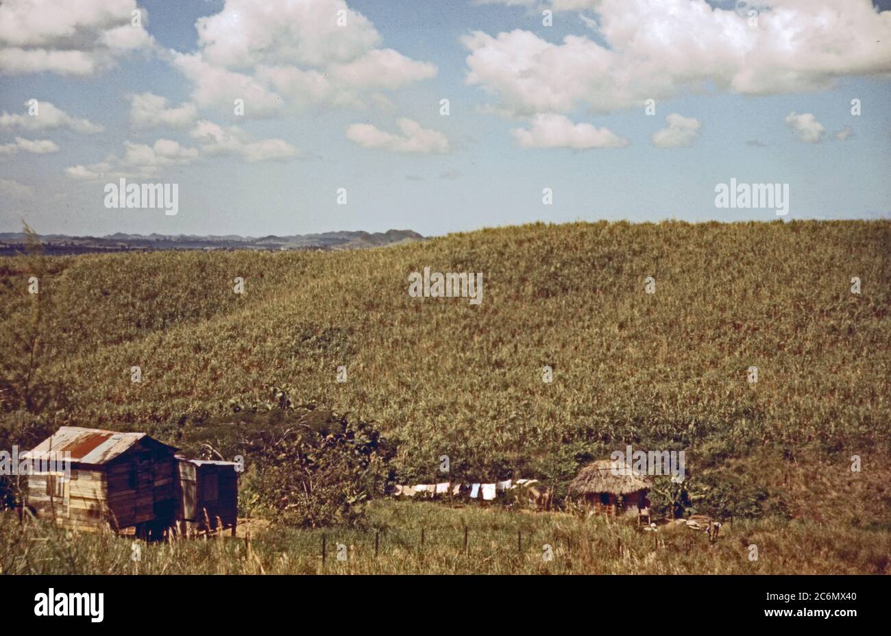 Sugar cane land, vicinity of Rio Piedras, Puerto Rico December 1941 ...