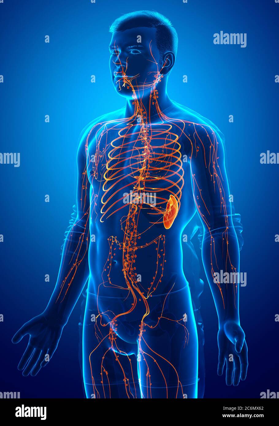 3d rendered, medically accurate illustration of a male lymphatic system ...