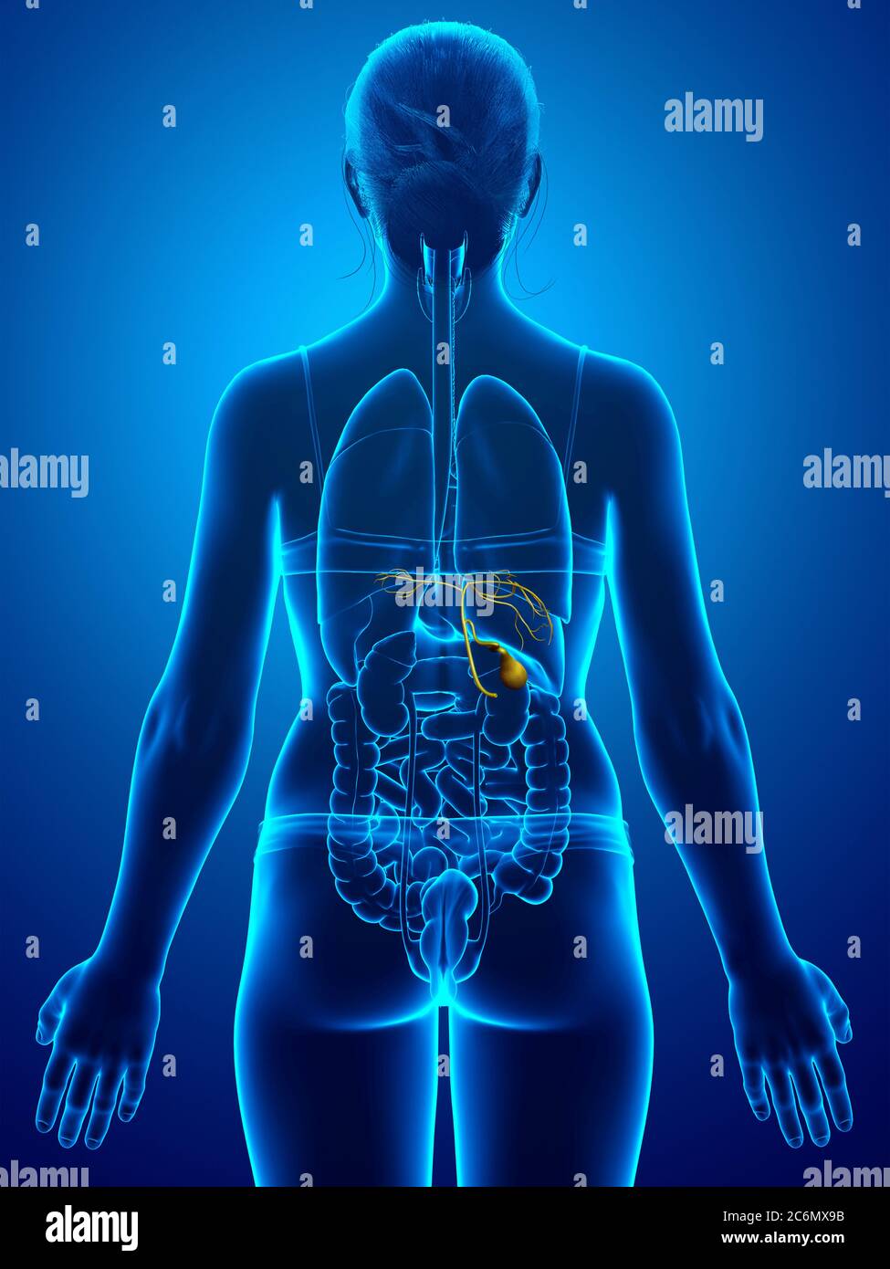 3d rendered medically accurate illustration of female Organs ...