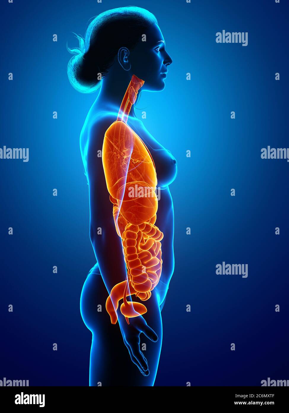 3d rendered medically accurate illustration of female high lighted ...