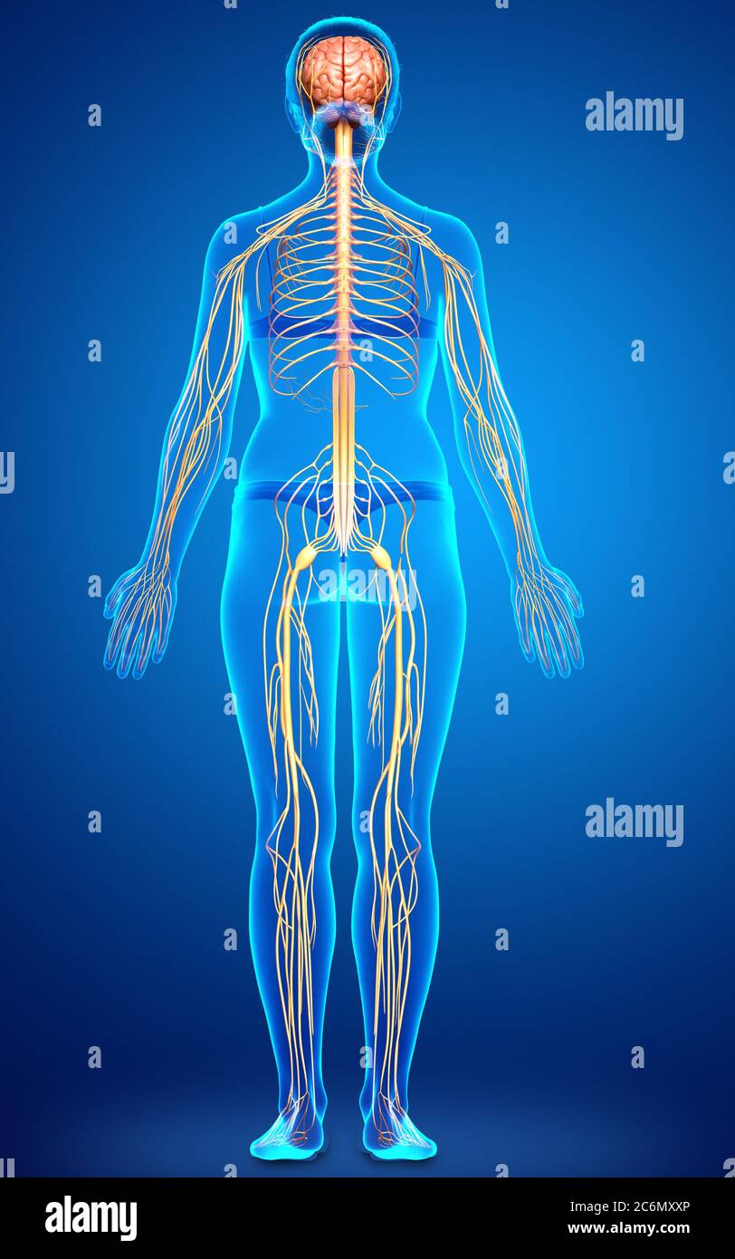 3d rendered medically accurate illustration of a female nervous system ...