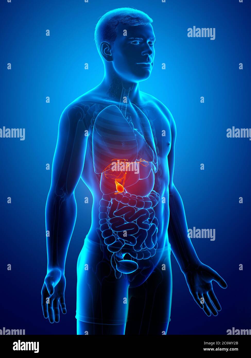 3d rendered medically accurate illustration of male Organs Gallbladder ...
