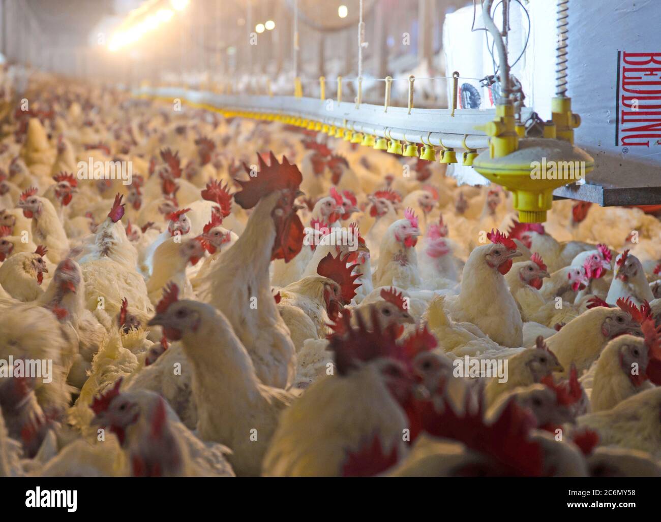 Pennsylvania chickens hi-res stock photography and images - Alamy