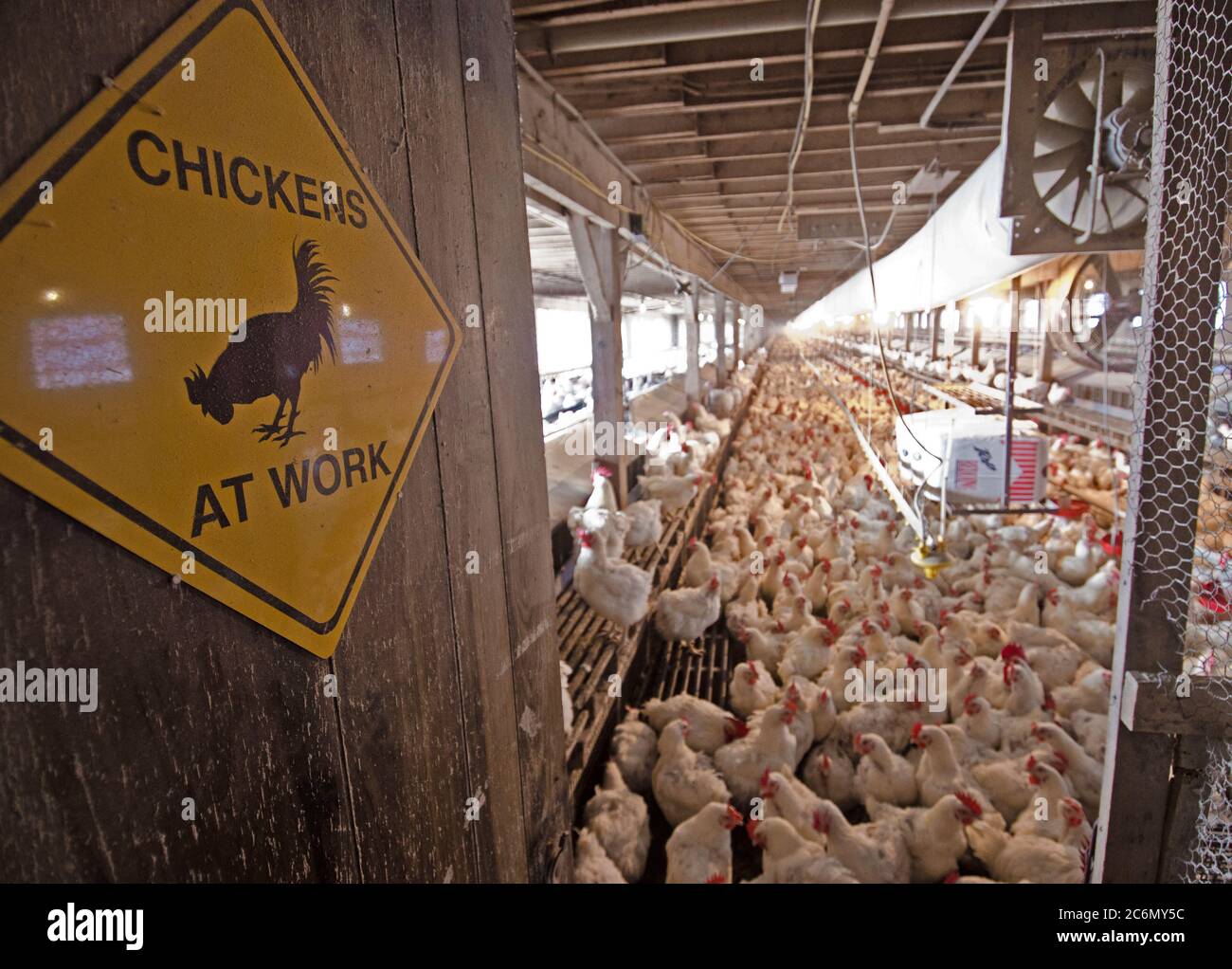 Pennsylvania chickens hi-res stock photography and images - Alamy