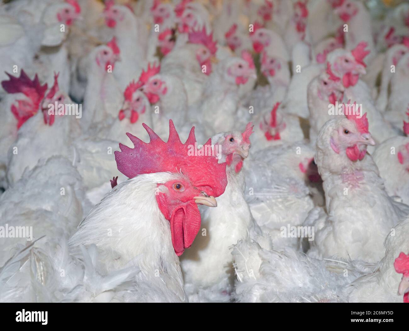 Pennsylvania chickens hi-res stock photography and images - Alamy