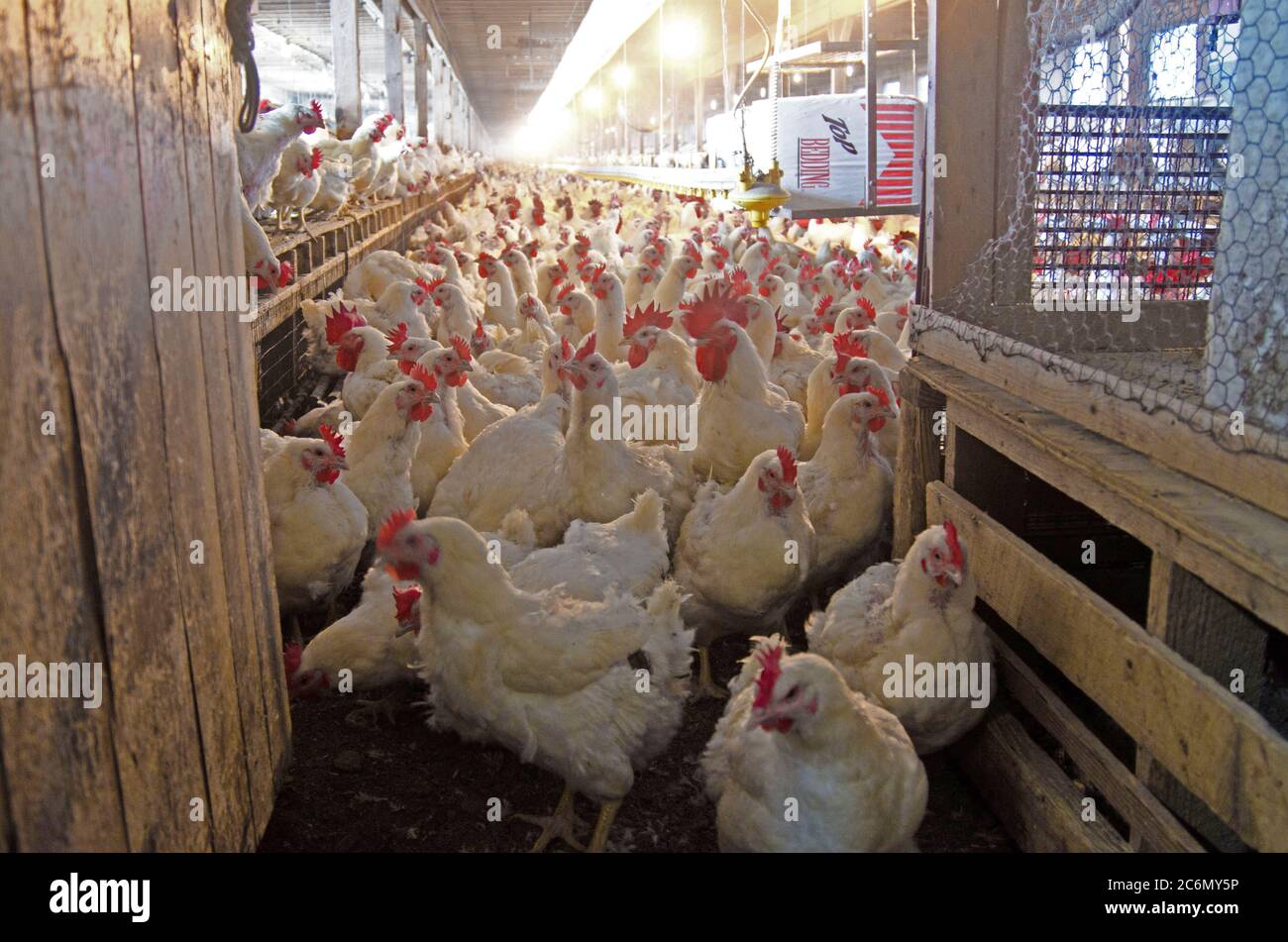 Pennsylvania chickens hi-res stock photography and images - Alamy