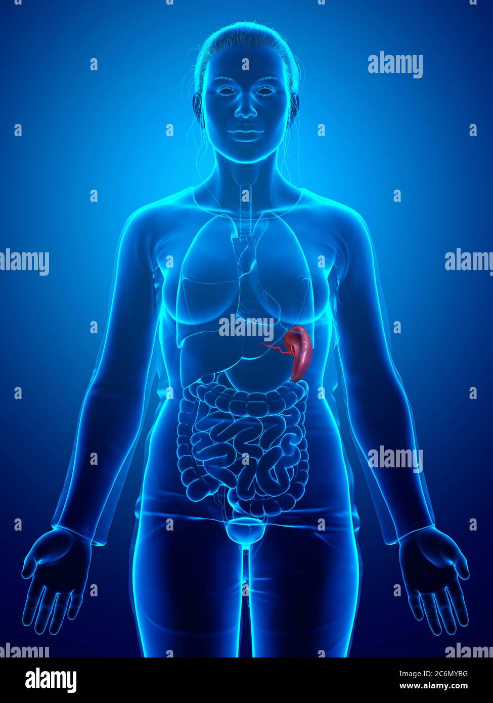 3d rendered, medically accurate illustration of a female Spleen Anatomy ...