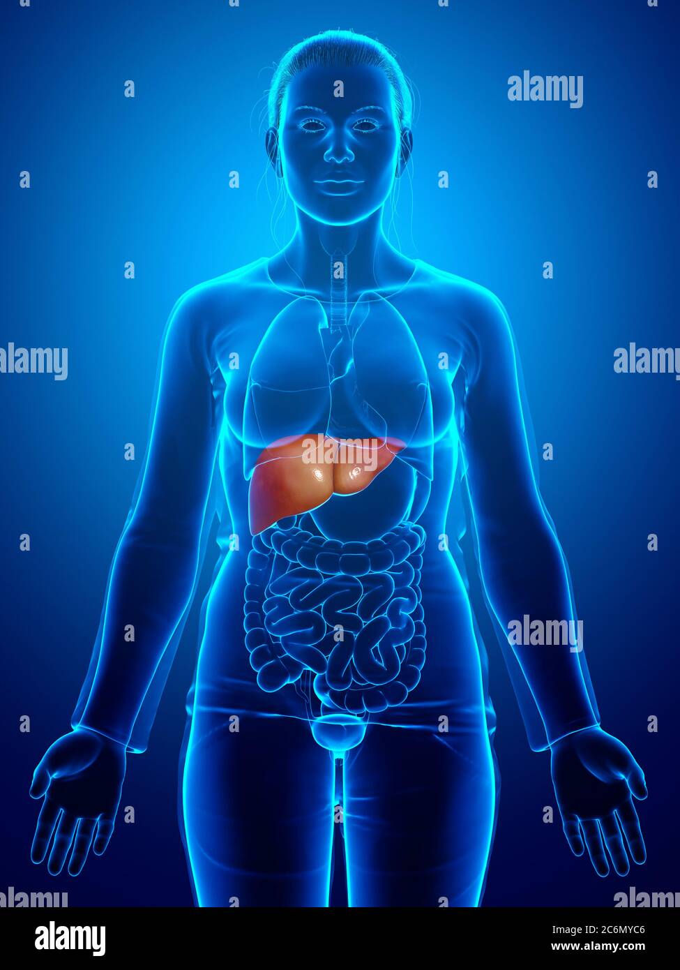 3d rendered, medically accurate illustration of female Liver Anatomy ...