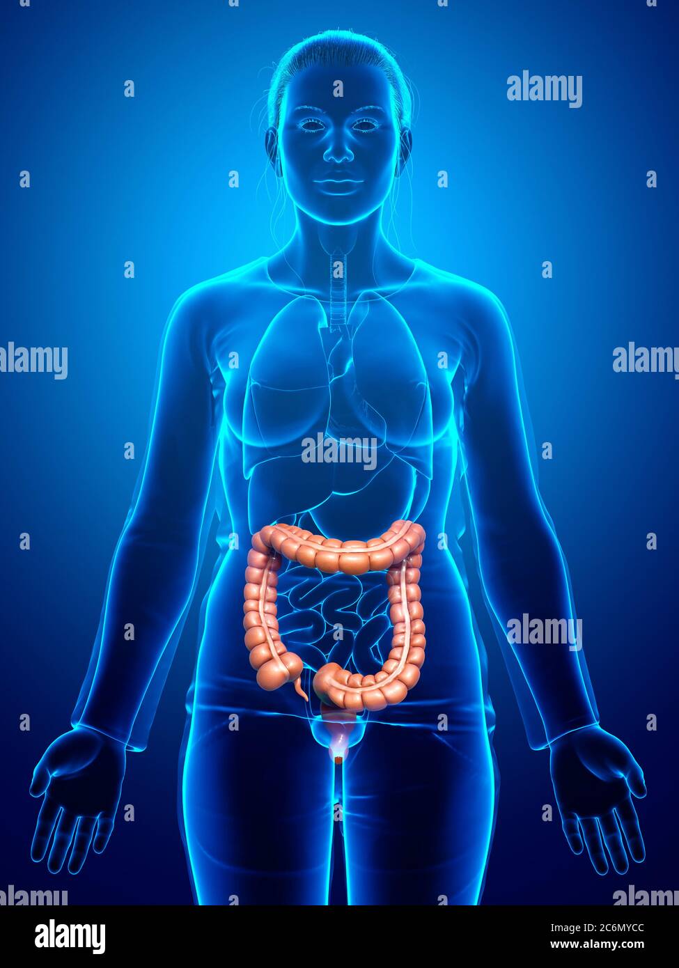 3d rendered, medically accurate illustration of female large intestine ...