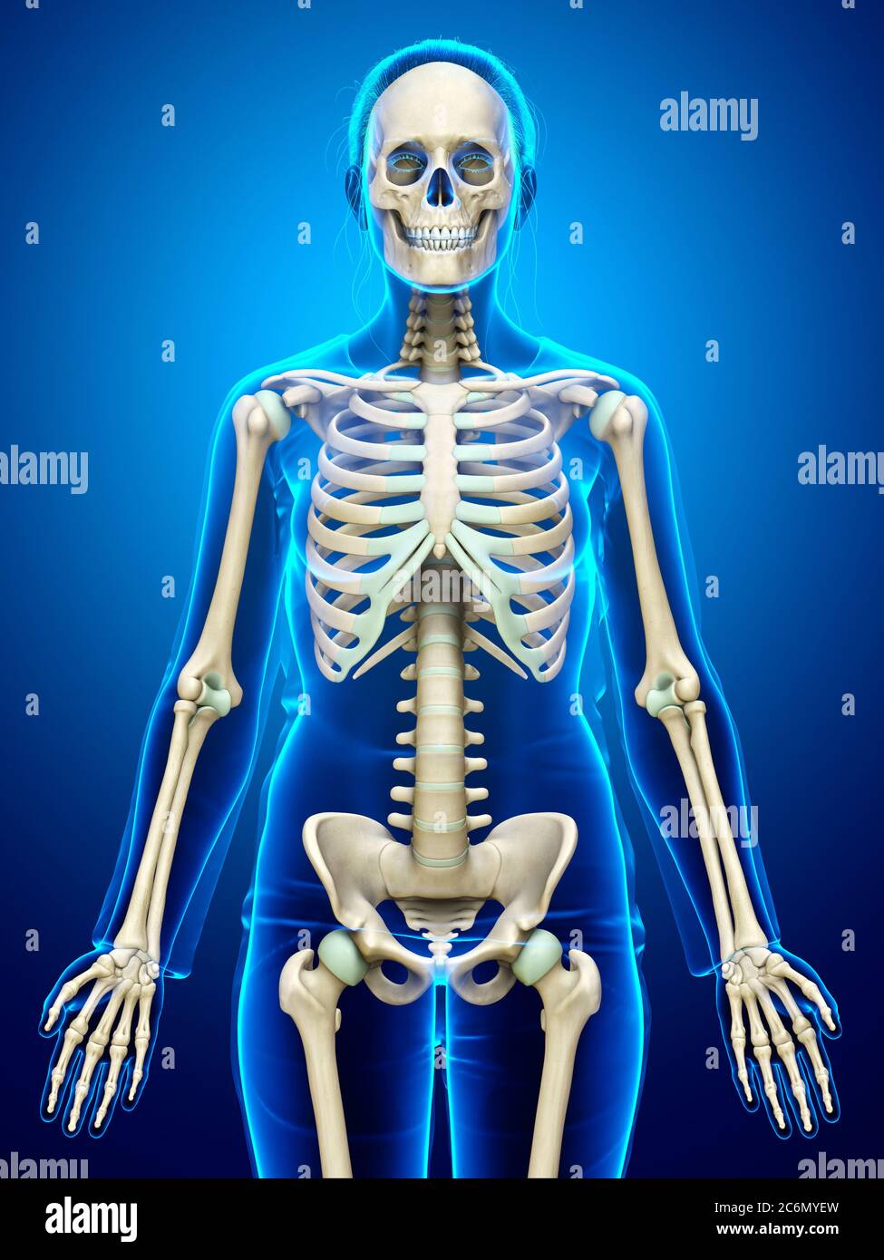 3d rendered, medically accurate illustration of a female skeleton ...