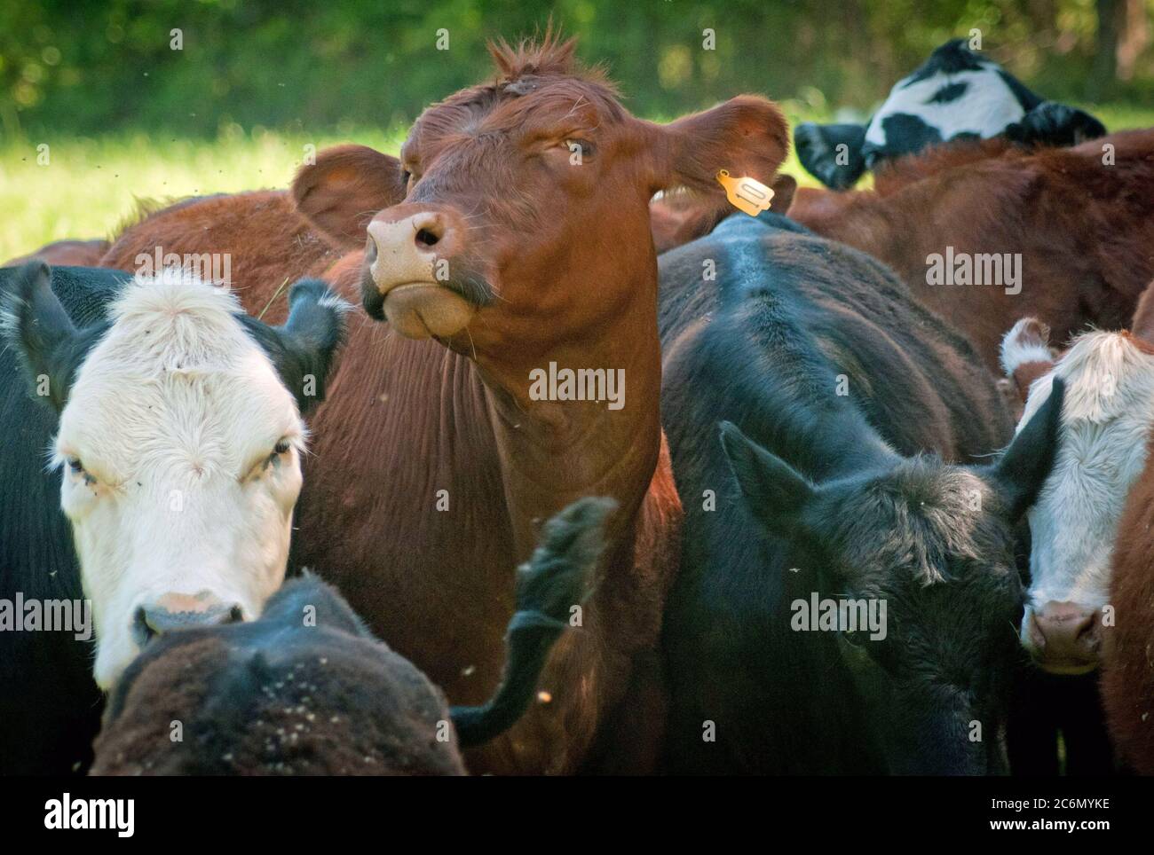 Cattle graze on grass at the Tuckahoe Plantation, in Goochland County ...
