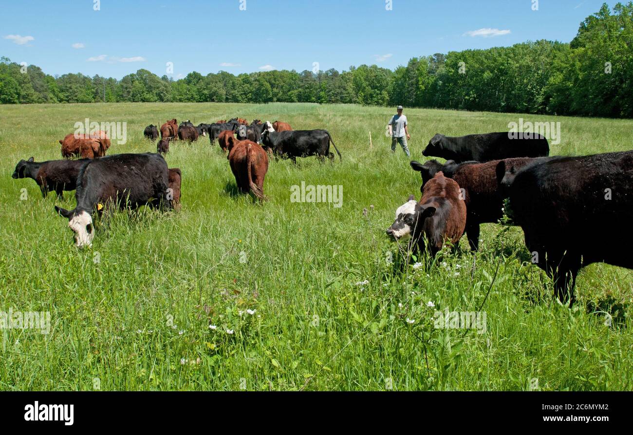 Virginia hey hi-res stock photography and images - Alamy