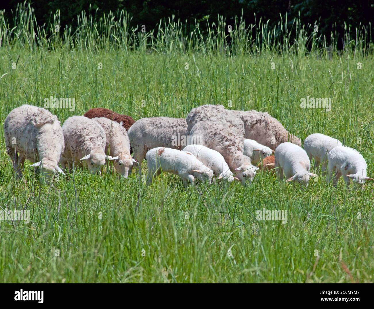 Herd of rabbits hi-res stock photography and images - Alamy