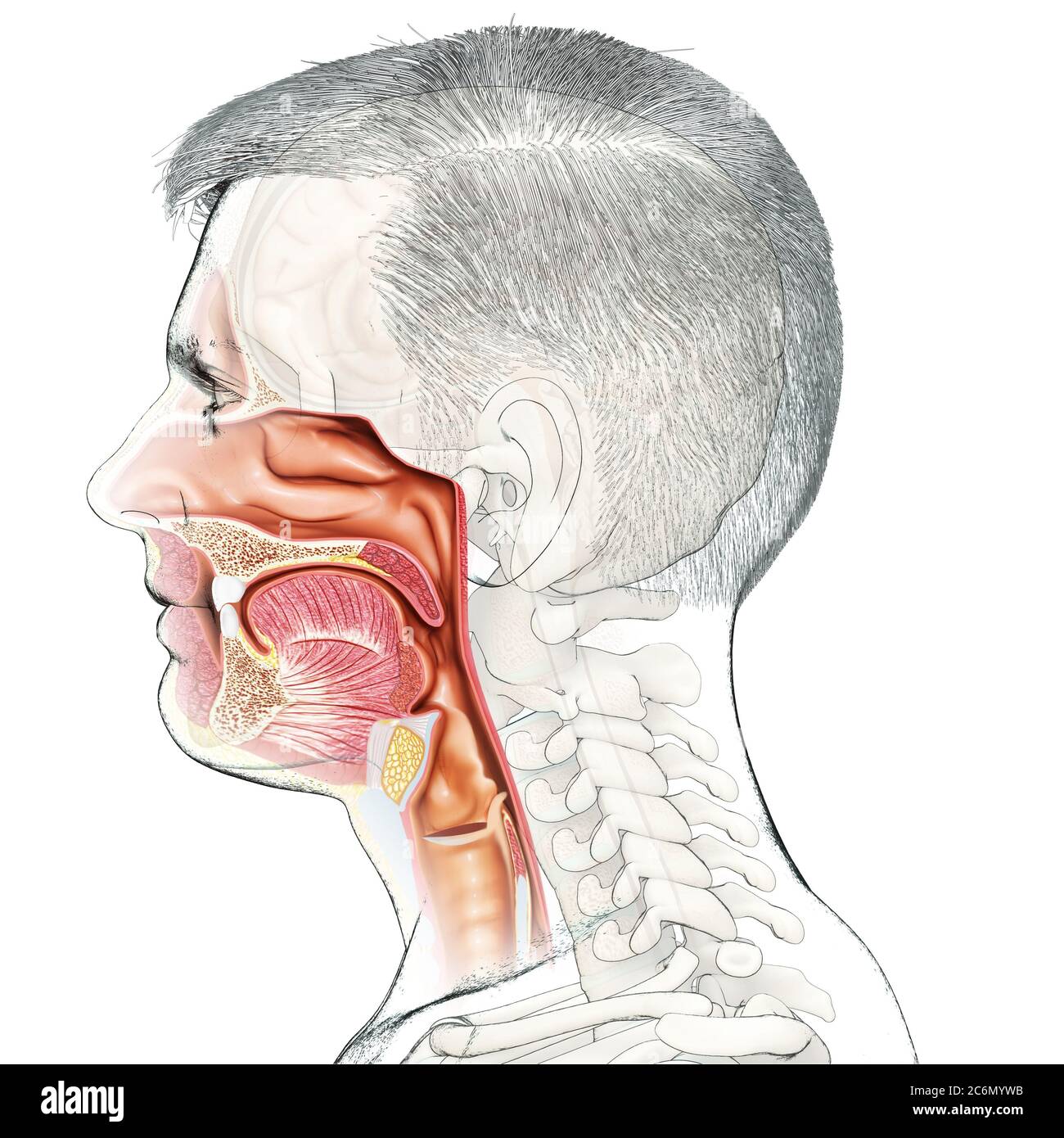 3d rendered, medically accurate illustration of male Trachea and ...