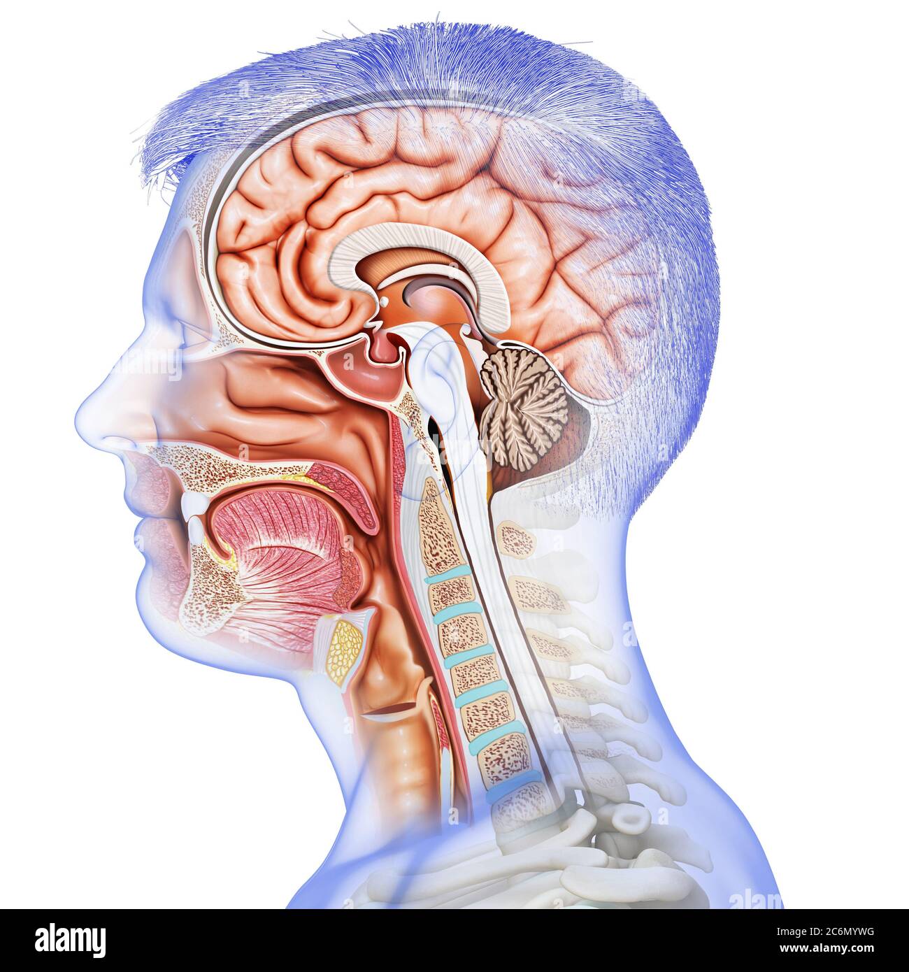 3d rendered, medically accurate illustration of Cross section of male ...