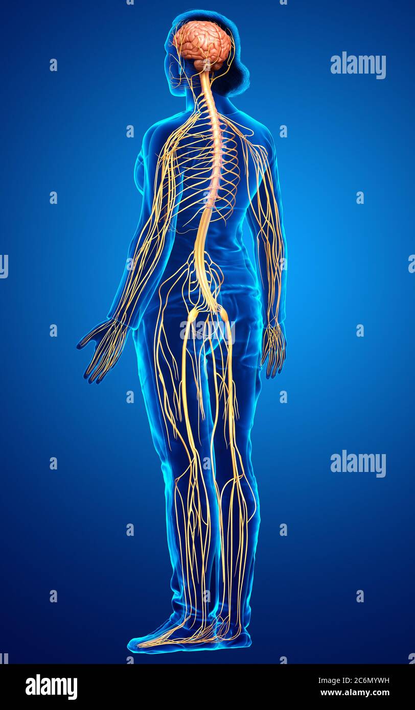 3d rendered medically accurate illustration of a female nervous system ...