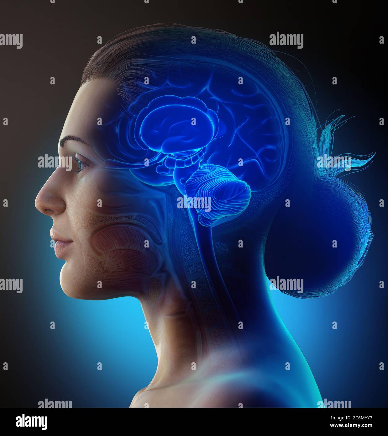 3d rendered medically accurate illustration of a female brain anatomy ...