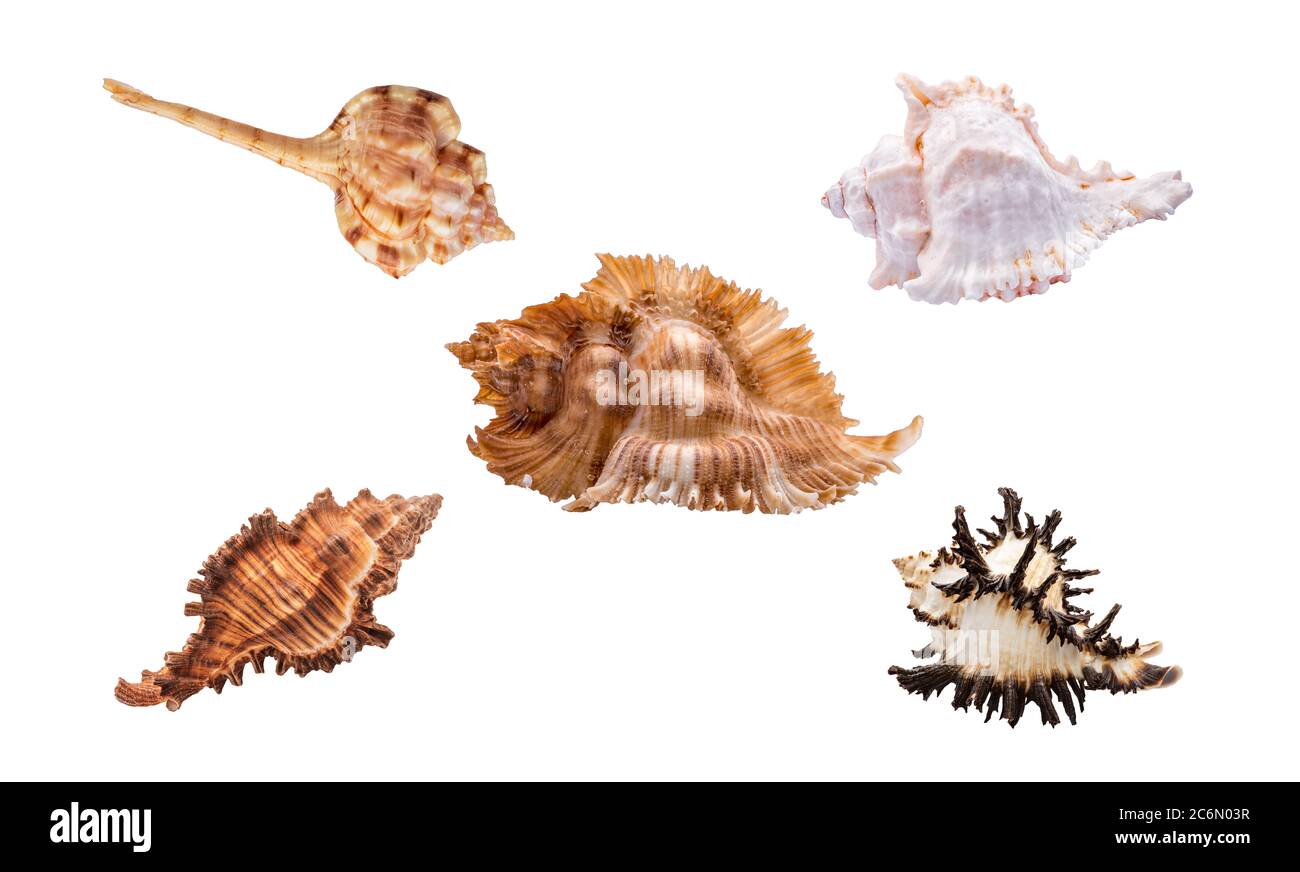 Murex Cut Out Stock Images & Pictures - Alamy