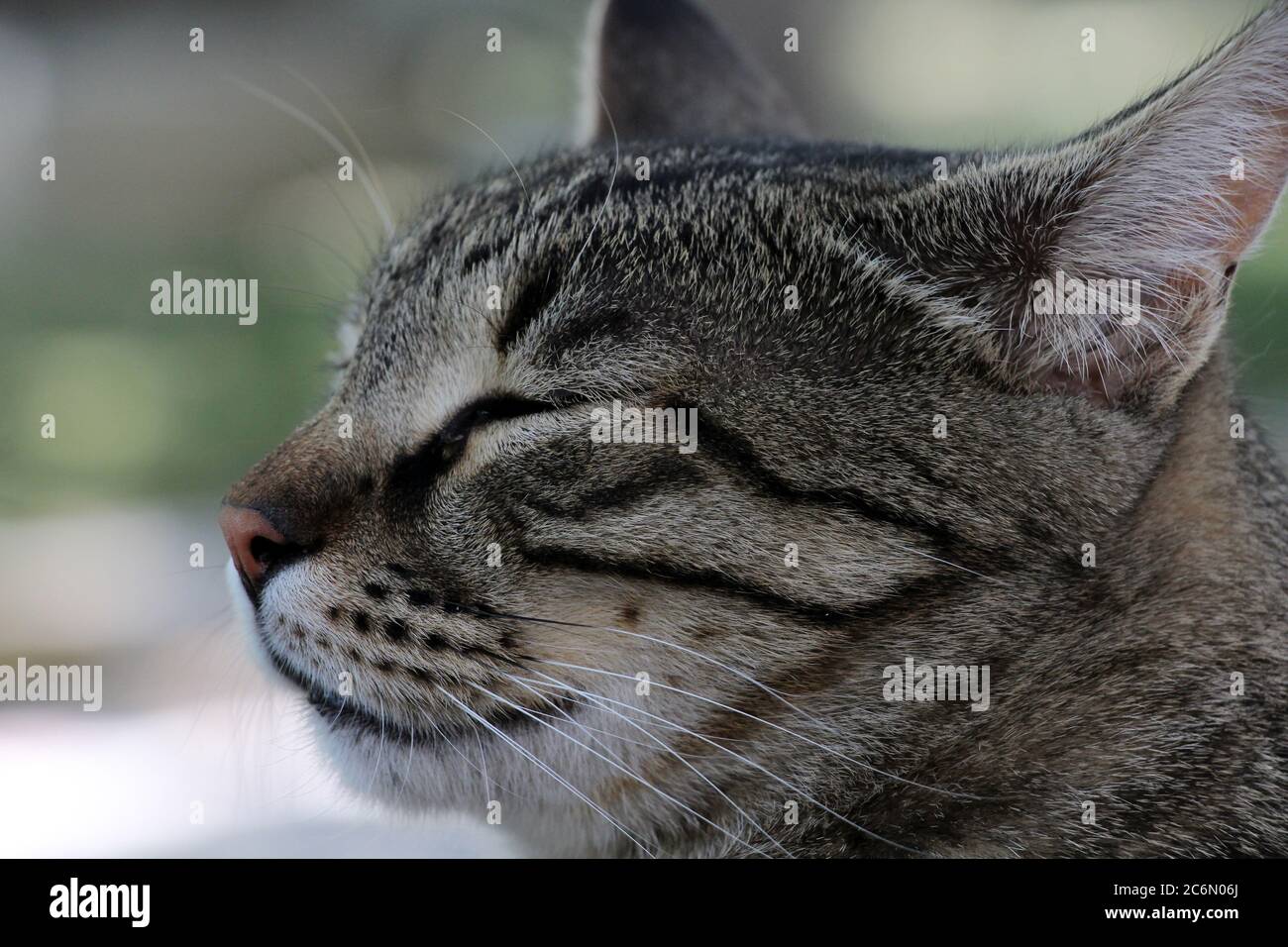 A cute stray cat. Close-up of the cat's head. Portrait of the cat. Cat ...