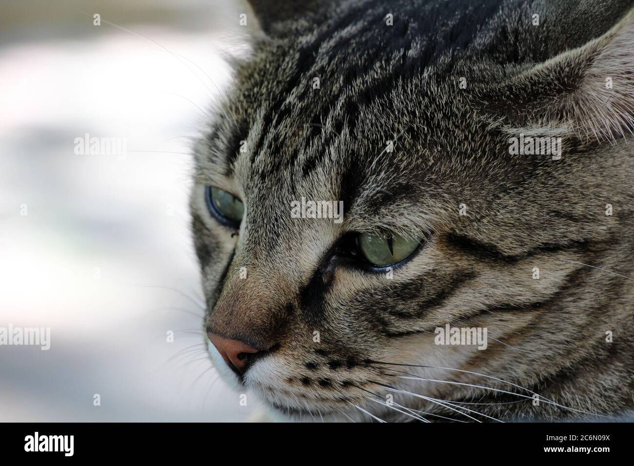 A cute stray cat. Close-up of the cat's head. Portrait of the cat. Cat ...