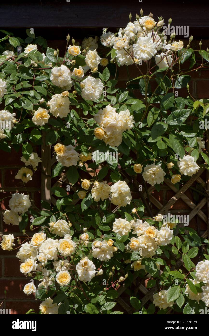 Rose malvern hills hi-res stock photography and images - Alamy