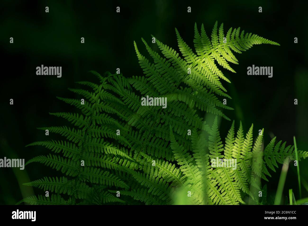 ferns leaves green foliage. natural floral fern background in sunlight ...