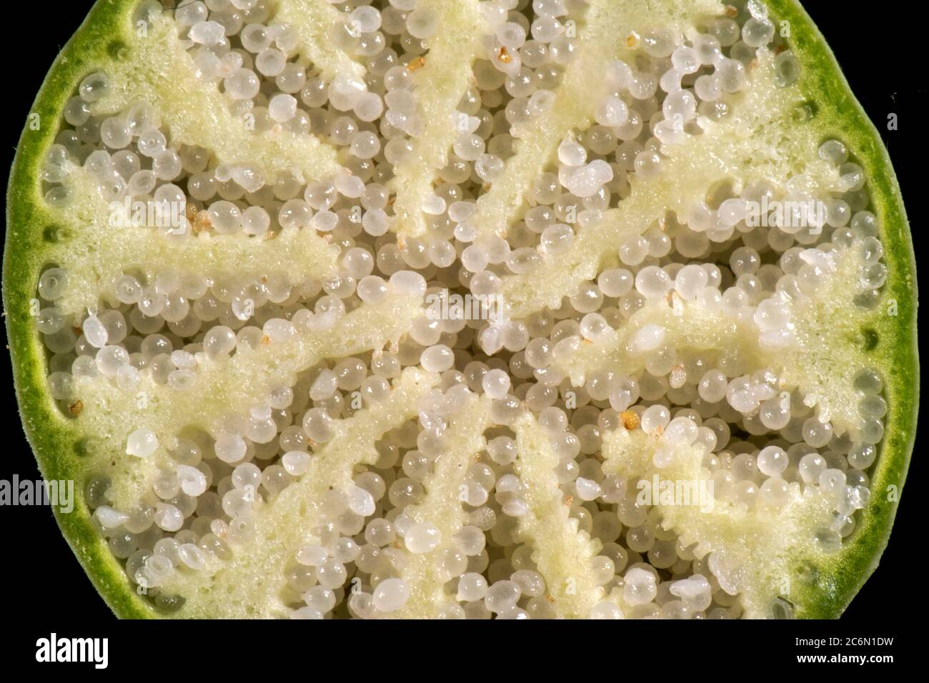 Section through the unripe but fully formed seed capsule of an opium ...