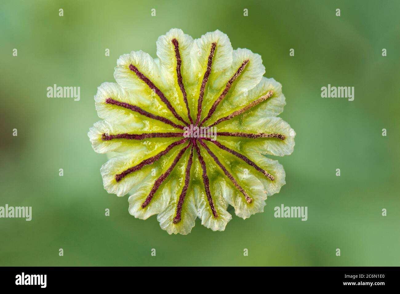The flat top of the seed capsule of an opium poppy (Papaver somniferum ...
