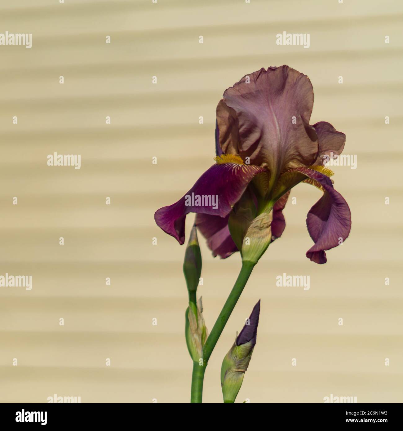 Beige iris flower blooming hi-res stock photography and images - Alamy