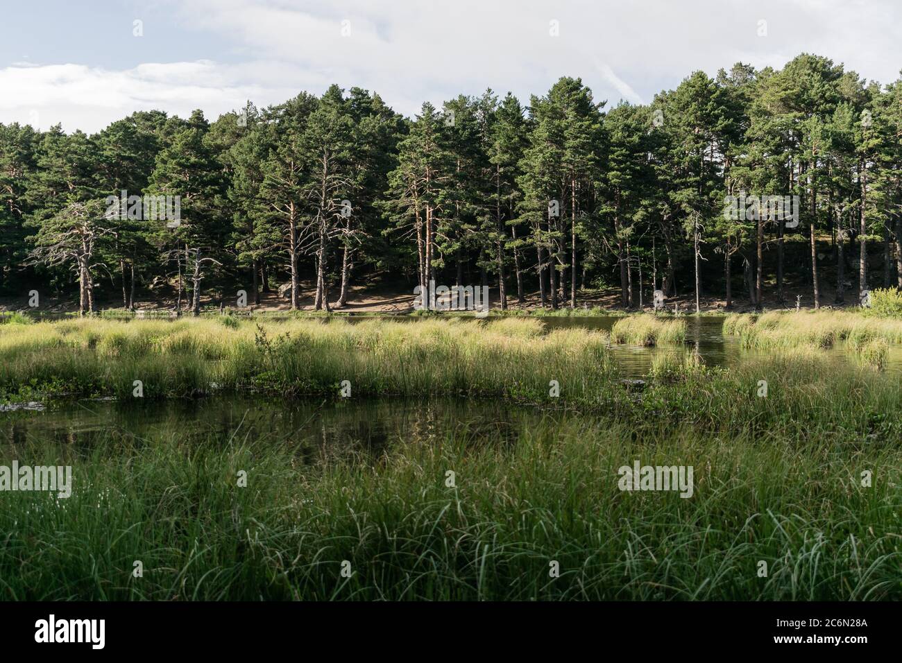 Lake in the forest with grass Stock Photo - Alamy