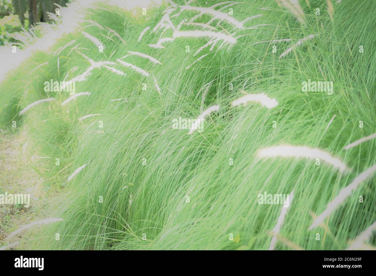Long grass in garden hi-res stock photography and images - Alamy