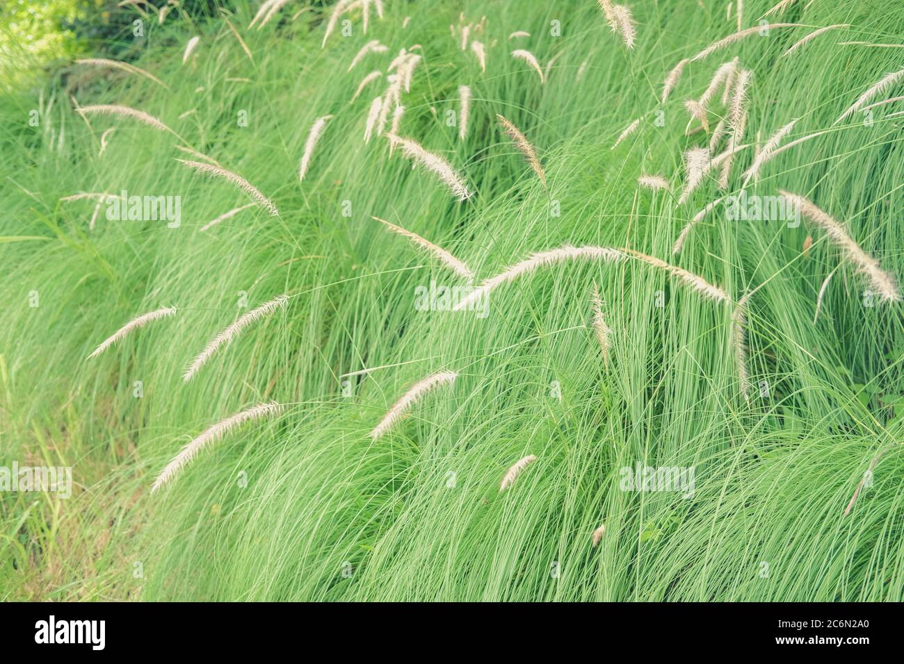 Long grass in garden hi-res stock photography and images - Alamy