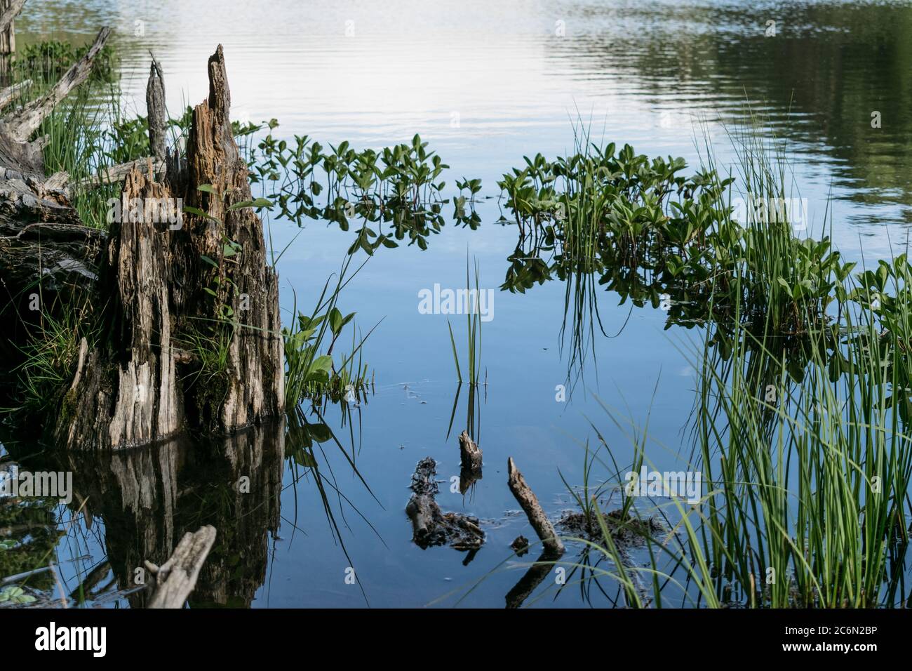 Rotten trunk with plants inside a lake Stock Photo - Alamy