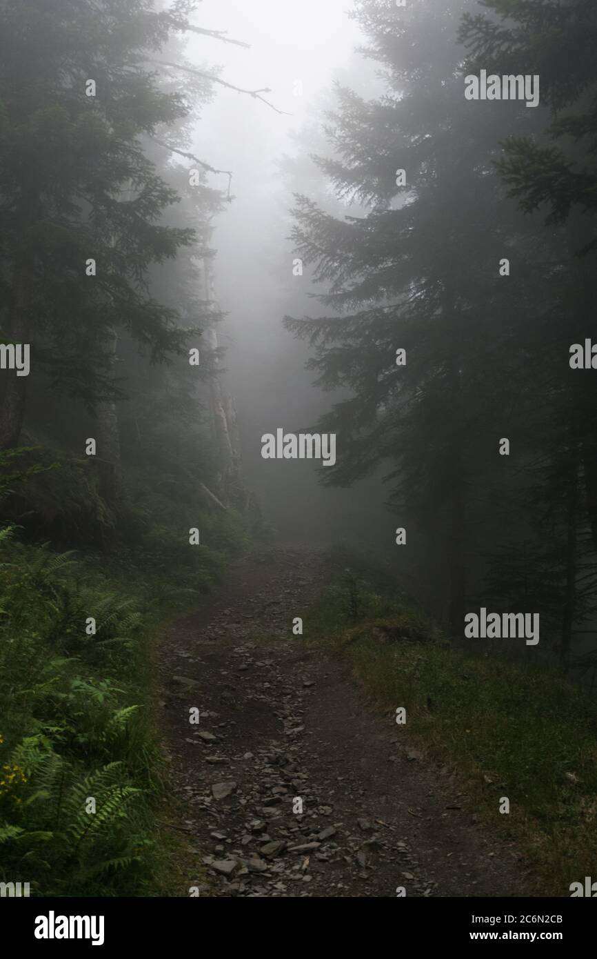 Path through the forest with a lot of fog Stock Photo - Alamy