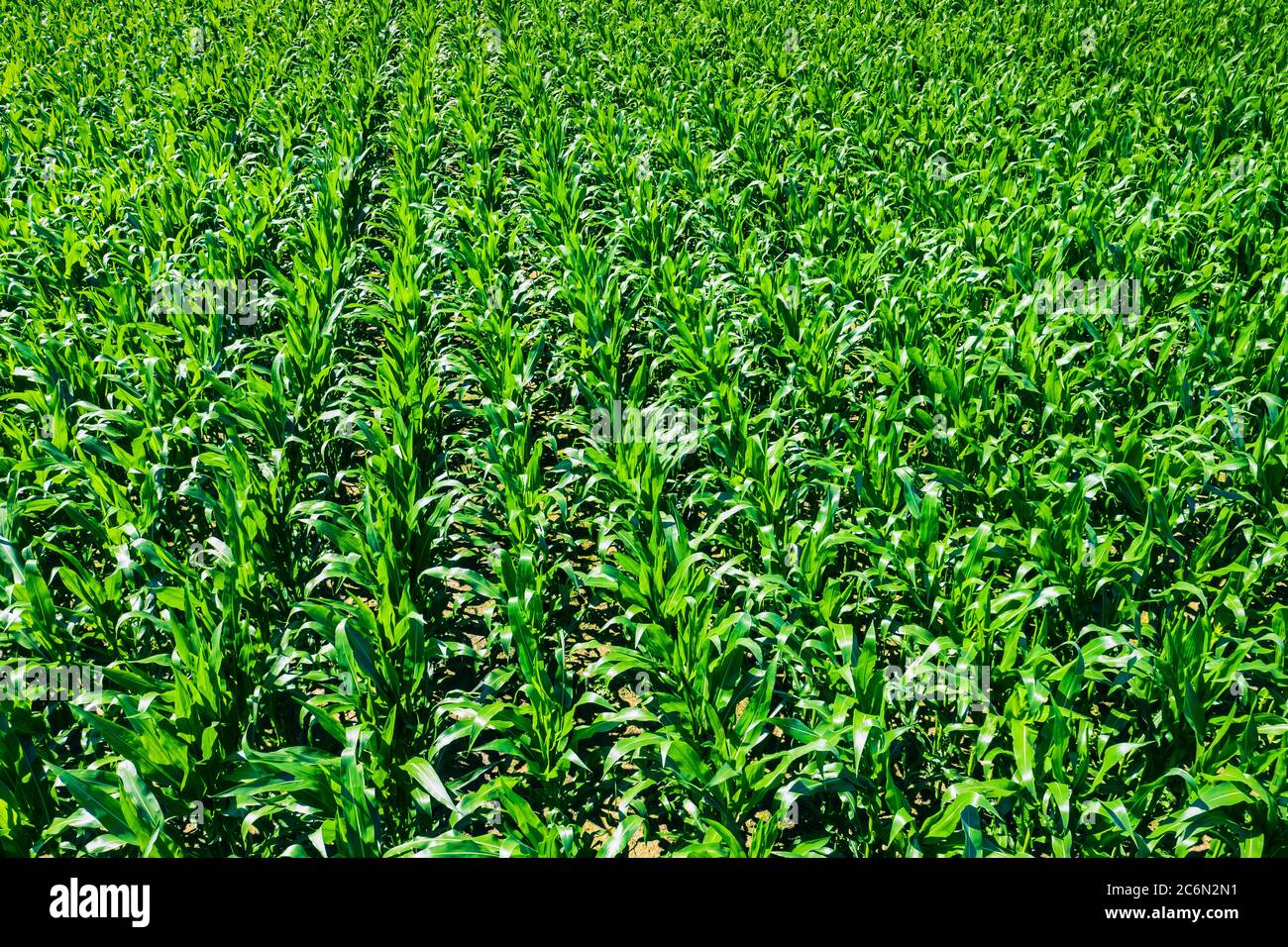 Aerial drone top view of cultivated green corn field, abstract texture ...