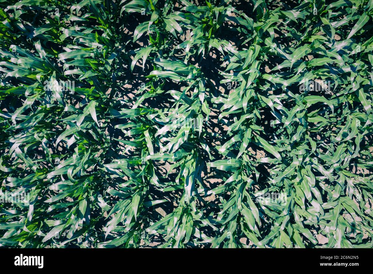 Aerial drone top view of cultivated green corn field, abstract texture ...