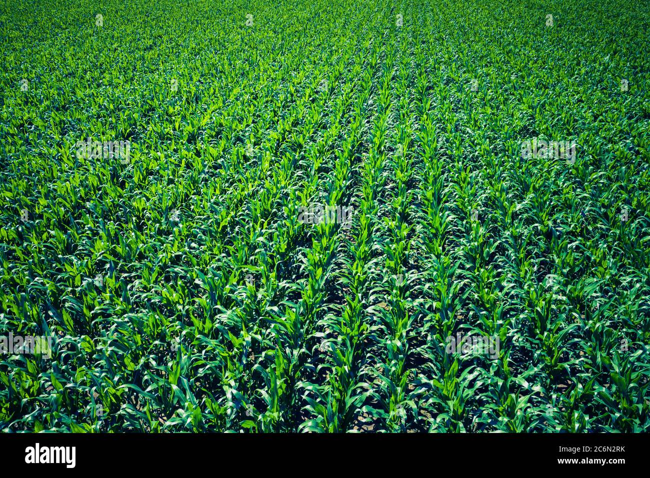Aerial drone top view of cultivated green corn field, abstract texture ...