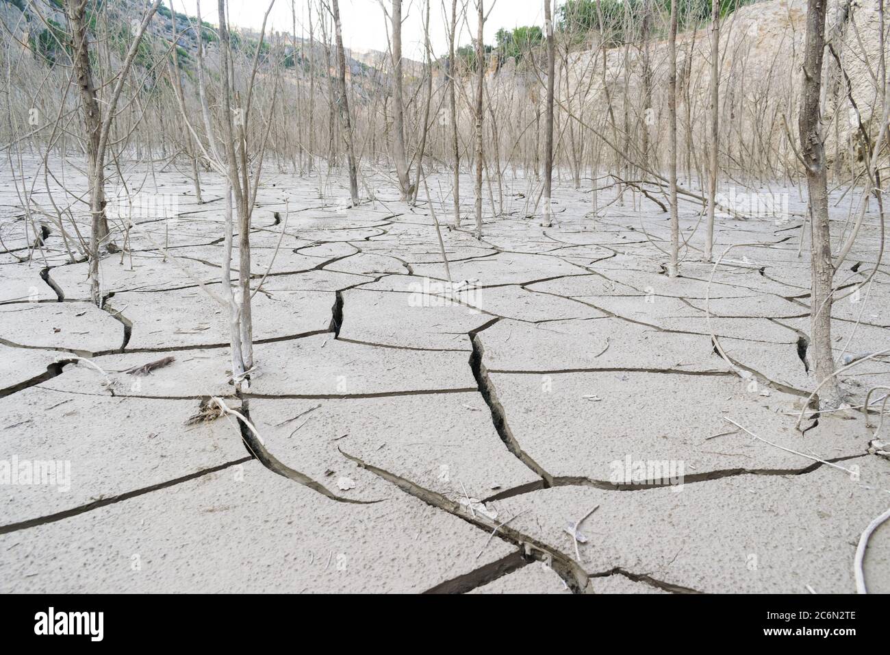Completely dry natural area with cracks in the ground and dead trees ...