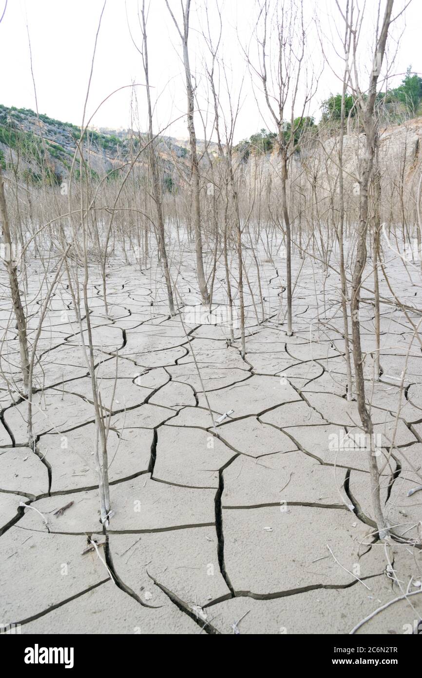 Completely dry natural area with cracks in the ground and dead trees ...