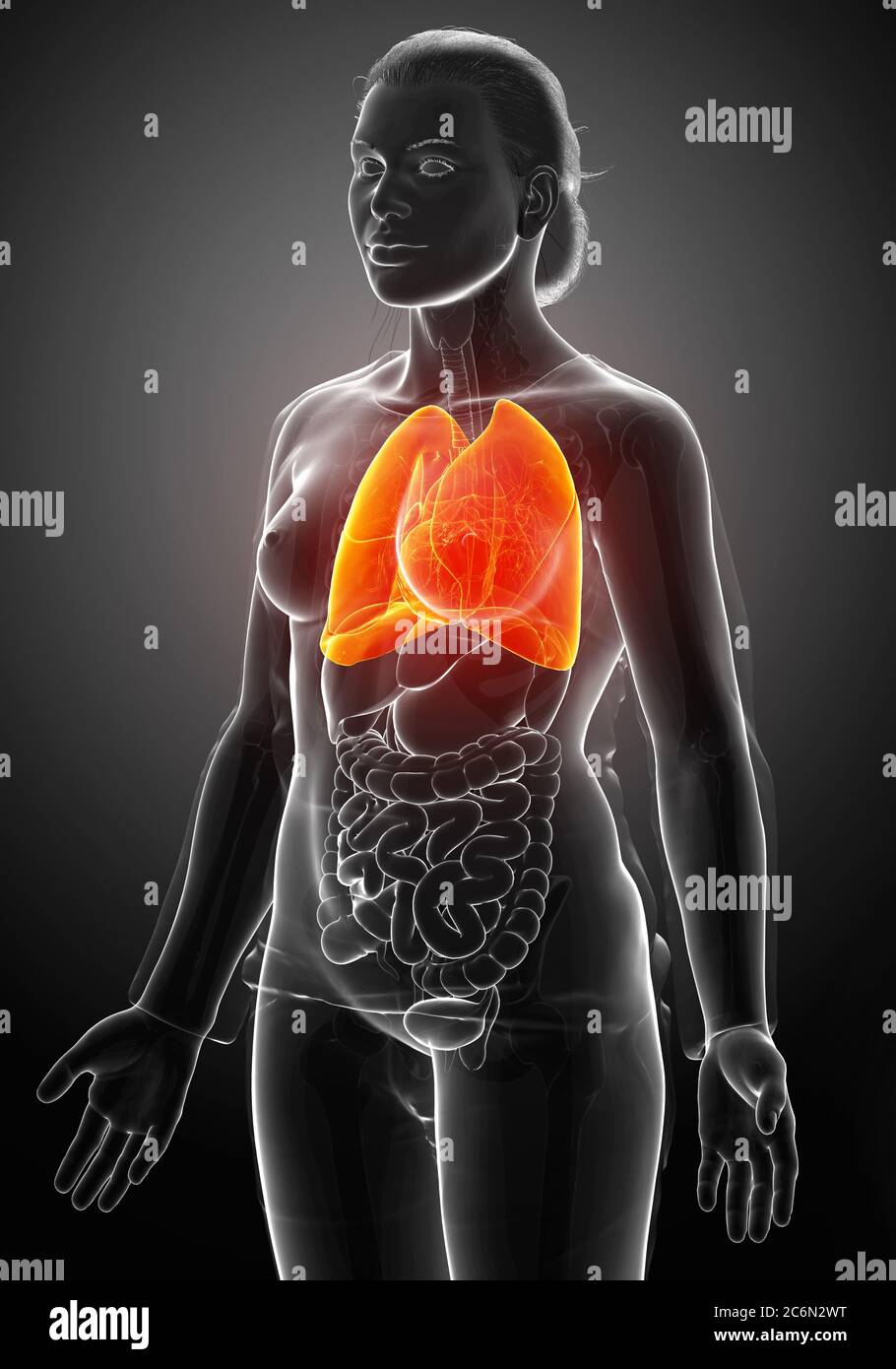 3d rendered, medically accurate illustration of a female lung anatomy ...
