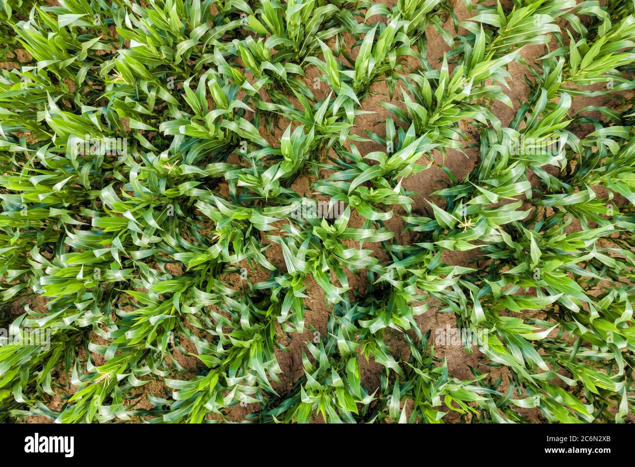 Corn field texture hi-res stock photography and images - Alamy