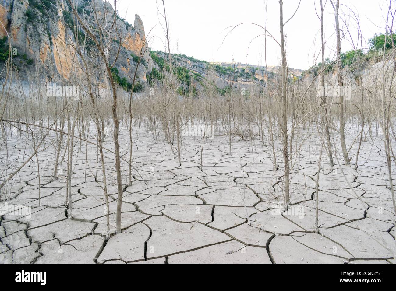 Completely dry natural area with cracks in the ground and dead trees ...